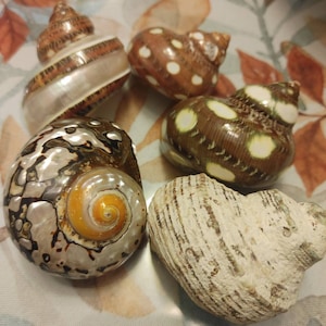 Assorted Sea Shell Mix Beach Wedding Decor Sea Shells Bulk - Etsy