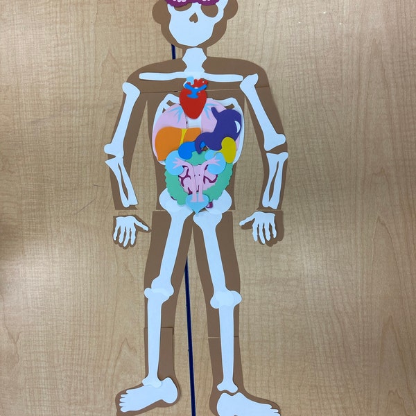 Human Anatomy Play Set | Felt Body Organs SVG | Felt Board Skeleton SVG ...