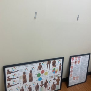 The Human Muscular System Anatomy Poster 18 X 24 - Etsy