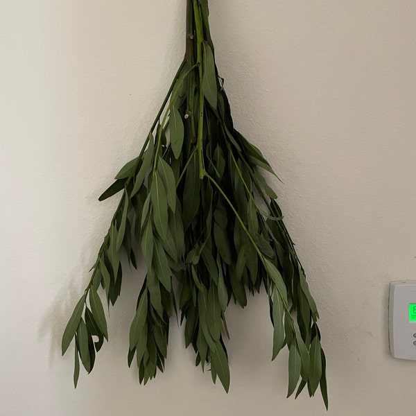 Fresh Cut Bay Leaf Herb Greens - 8 - 10 Stems / Bunch for Arrangement ...