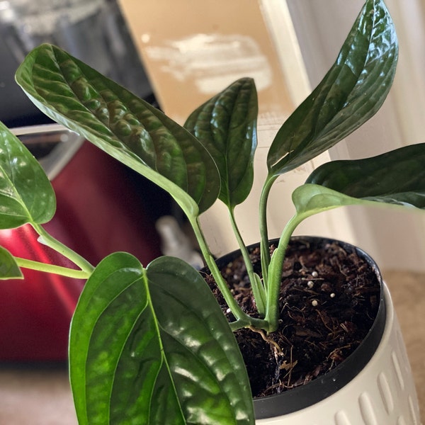 Monstera Peru in 6" Pot, Rare Plant, House Plant - Etsy