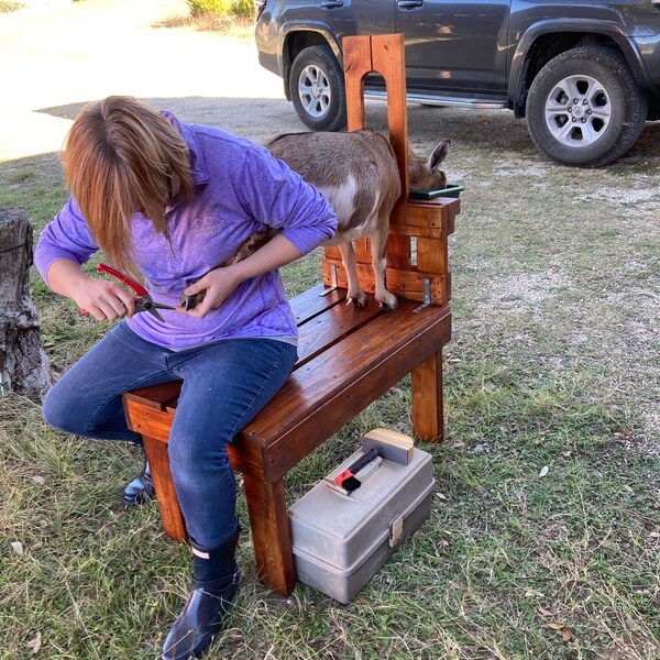 Goat Milk Stand for Pygmy and Dwarf Goats, Quality Eco Friendly Durable - Etsy