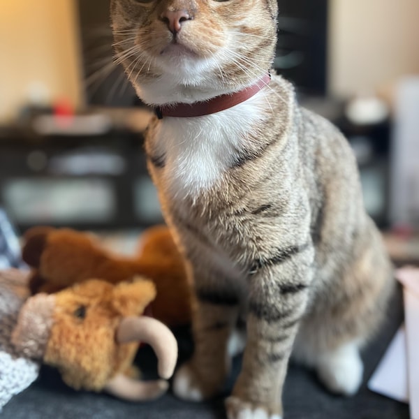 The Rubylola Reversible Cape Cat Costume, Dog Outfit, Gatsby Cape, Dog ...