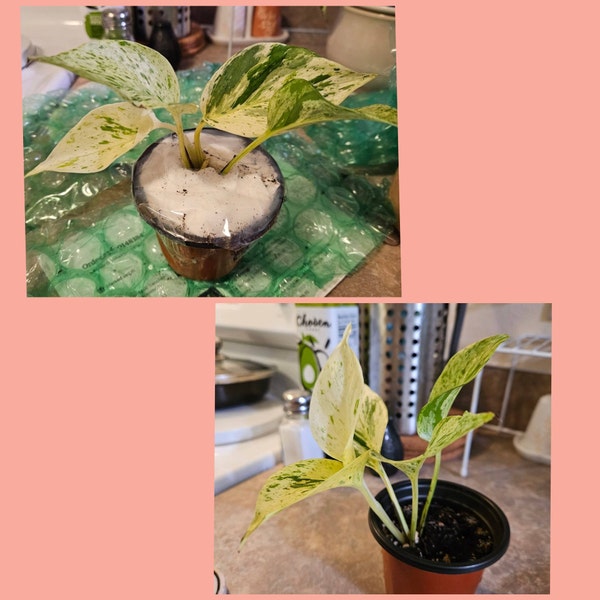 Snow Queen Pothos Single Starter Plant in a 1.5" Pot - Epipremnum ...