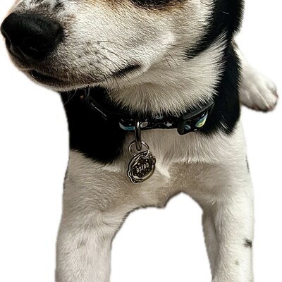 Jack of Spades Dog Tag, Pet ID Tag, Personalized Dog Tag, Custom, Dog ...