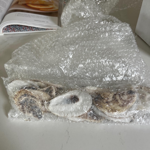 Med to Large Quahog Clam Shells- 10. (wampum Shells) - Etsy