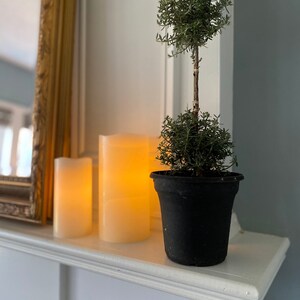 Variegated Scented Geranium Topiary 6 Pot Braids and - Etsy