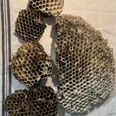 Cicada Shells - Etsy