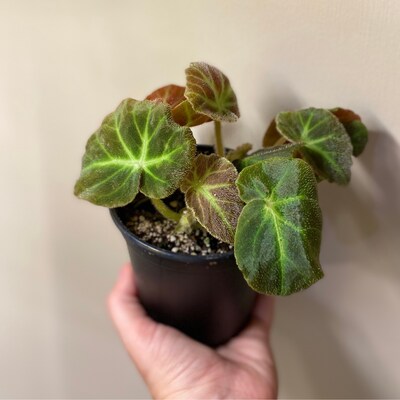 Rhizomatous Begonia 'caravan' - Etsy