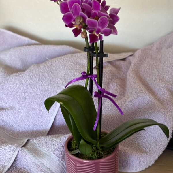 PETITE PHALAENOPSIS Moth ORCHID in Mini Pot -bonsai Art-zen Garden Art ...