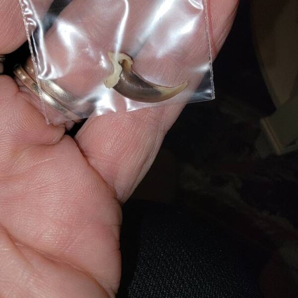 Ancient Fossilized Corax Shark Dinosaur Teeth - Shark Teeth Fossil ...