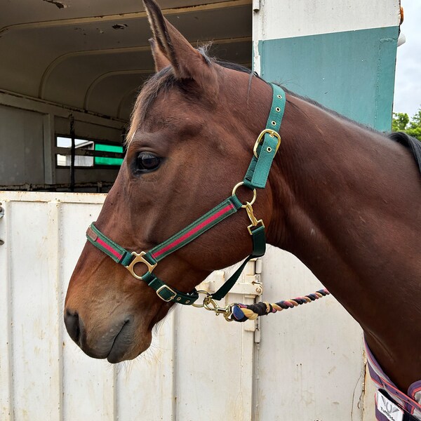Horses With Bits Horse Halter, Bit Design Draft Halter, Custom Large ...