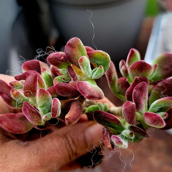 Rare Succulent: Echeveria Pulvinata - Ruby Slippers - Red Devotion ...
