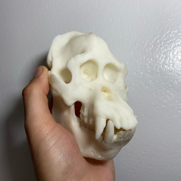 Bornean Orangutan Skull Replica (museum Quality) - Etsy