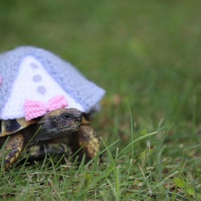 Birthday Tortoise Costume, Party Hat for Turtle, Turtle Birthday ...