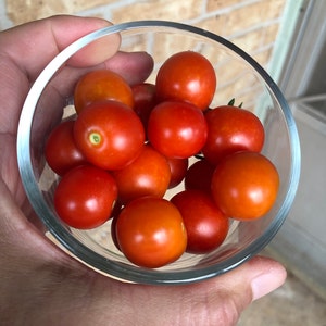 Vilma Micro Dwarf Tomato 15 Seeds Organically Grown - Etsy