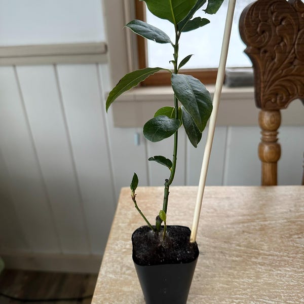 Athens Blue Princess Glory Bush Planttibouchina Urvilleanasmall Starter ...