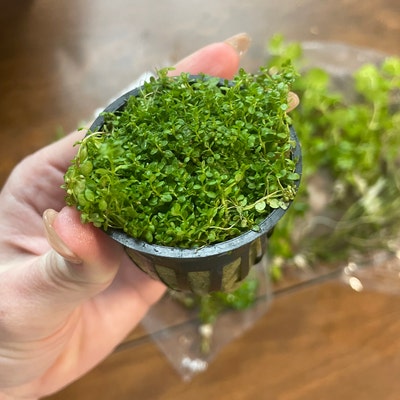Dwarf Baby Tears Pot hemianthus Callitrichoides BUY3GET1FREE - Etsy