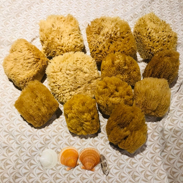 Nautical Gifts 7 VARIETY Tabletop Display Sea Sponge Sea Shell Cottage ...