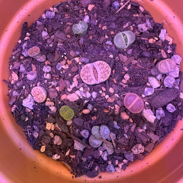 Plant -1- Dinteranthus.vanzylii × L.lesliei Dinterops “stonesthrow” - Etsy