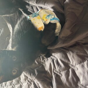 Guinea Pig Cavy Diaper With Bib / Collar Waterproof Designed - Etsy