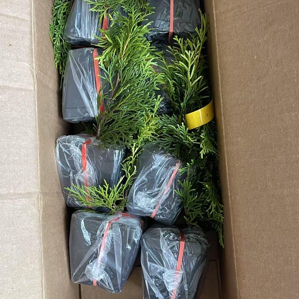 BALTIC IVY Sub Zero Ivy 5 Bare Root Plants - Etsy