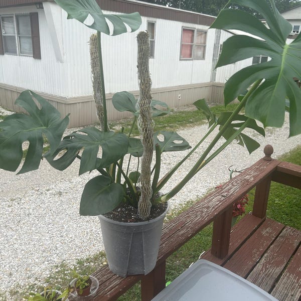 17" Translucent Rectangle Planter for Crawling Philodendrons, Monsteras ...