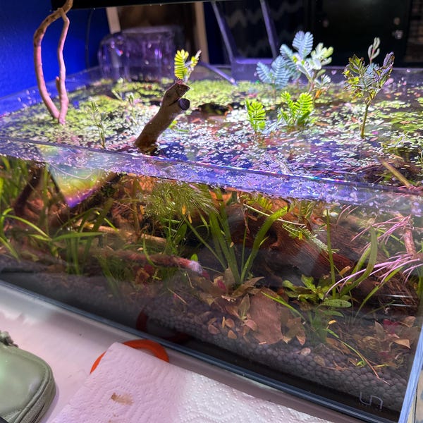 Sensitive Plant or Neptunia Aquatica Floating Aquatic Pond Plant (pack ...