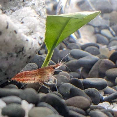 Self-cleaning Betta Fish Aquarium With Heater River Stones Food Free US ...