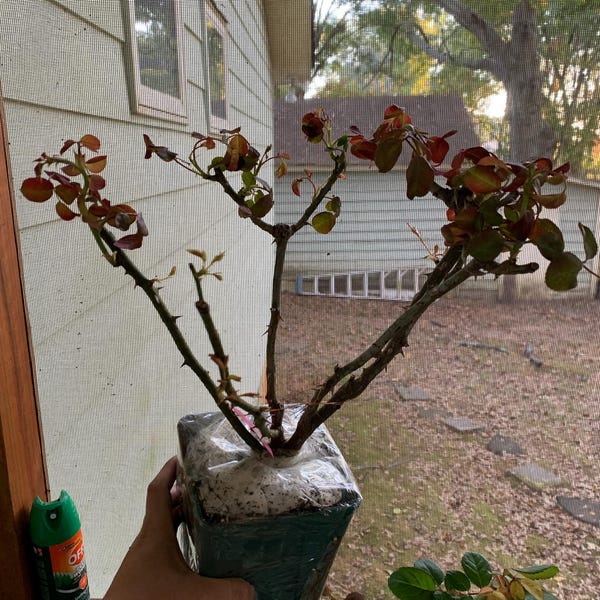 Chinese Julie. Climbing Rose Hanxian 涵仙cut Rose. Highly Recommended ...