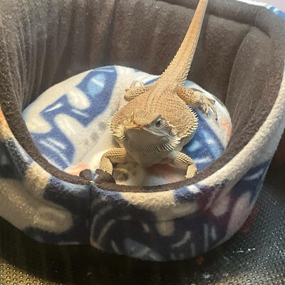 READY TO SHIP Guinea Pig Cuddle Cube Fleece Cuddle Cube Guinea Pig Bed ...