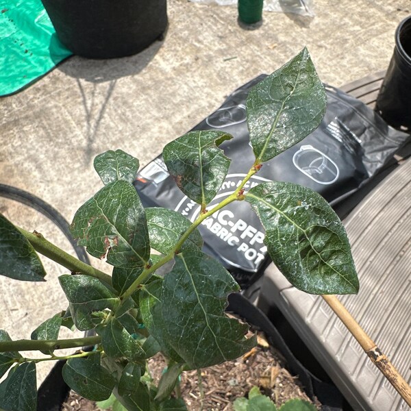 Einset Red Seedless Grape, Live Potted Plant, 1-2 Years Old. - Etsy