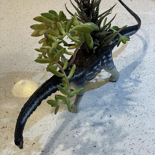 Rare Living Stone Succulents lithops - Etsy