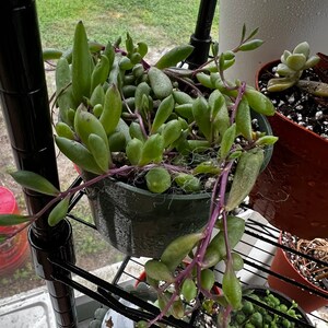 Ruby Necklace String of Rubies Little Pickles Othonna - Etsy