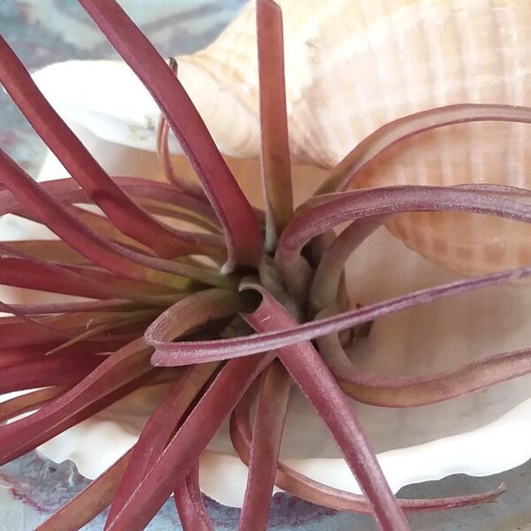 Air Plant Tillandsia Shell Planter - Etsy