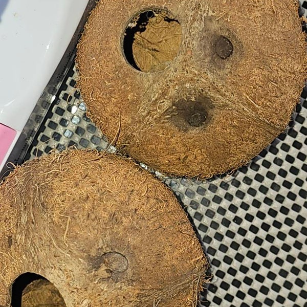 Whole Coconut Shell - Emptied Out - Etsy