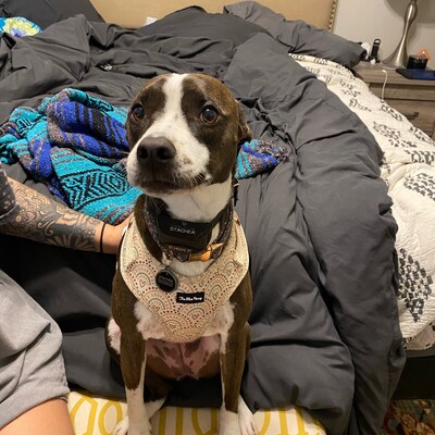 Boho Rainbow Dog Harness Cute Dog Harness & Leash Set Cute Dog Collar Boho Dog Collar XXS to ...