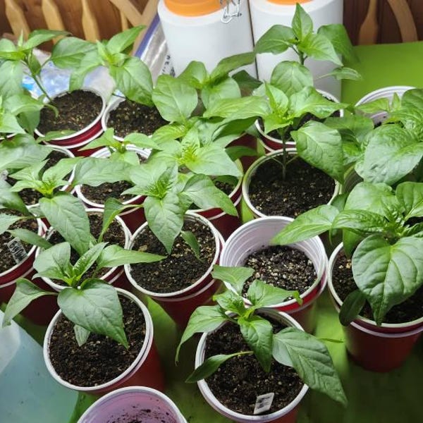 Giant Syrian Tomato Seeds - Etsy