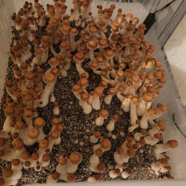 Beginner's Mushroom Grow Kit | Microppose Monotub Easy Cultivation ...