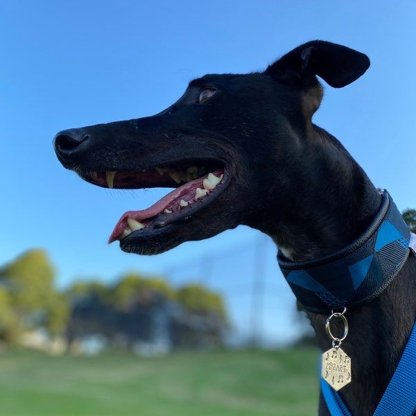 Dog and Sighthound Unique Collar Silk Jacquard Genuine Leather Designer ...