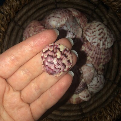 Banded Tulip Shells 2 Pcs, Florida Seashells, Bulk Seashells - Etsy