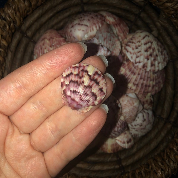 Banded Tulip Shells (2 Pcs), Florida Seashells, Bulk Seashells - Etsy