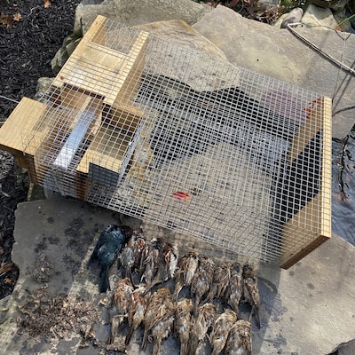 Original Deluxe Repeating Sparrow Trap full Copyright Directions ...