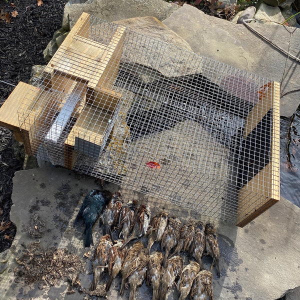 Original Deluxe Repeating Sparrow Trap (full Copyright Directions ...