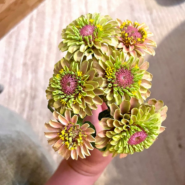 Oklahoma Salmon Zinnia Flower Seeds, Regrows, Pollinator and Cut Flower ...