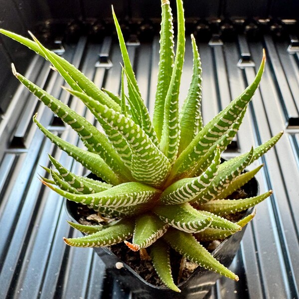 Classic Jade Plant | 4 Inch | Live Succulent Plant | Indoor Plant ...