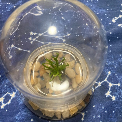 Rainbow Floral Terrarium Self Grow, Maintenance Free coleus 4 Dom - Etsy