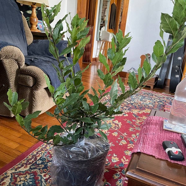 Viburnum Burkwoodii 'mohawk' Burkwood Viburnum Live Plant 4 Pot Size - Etsy