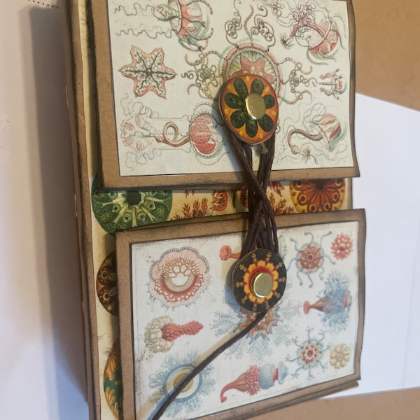 Curiosity Cabinet Printable Journal Kit, Folding, Pop Up, Ernst Haeckel ...