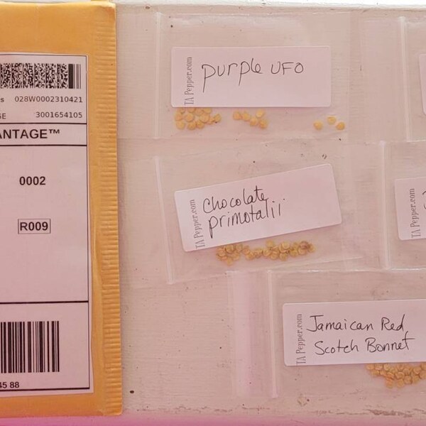 25+ Dundicut Pepper Seeds -isolated -padded Envelope Shipping, Tracking ...